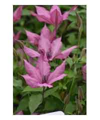 Clematis 'Ines' | Westcountry Nurseries