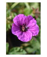 Geranium | Perennials
