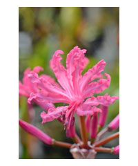 CORMS BULBS A-Z | Bulbs and Corms