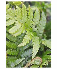 Ferns | Westcountry Nurseries
