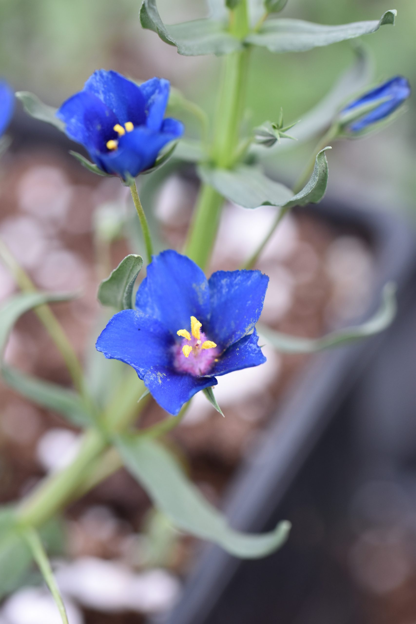 Westcountry NURSERIES - Page 3 of 6 - Westcountry Nurseries