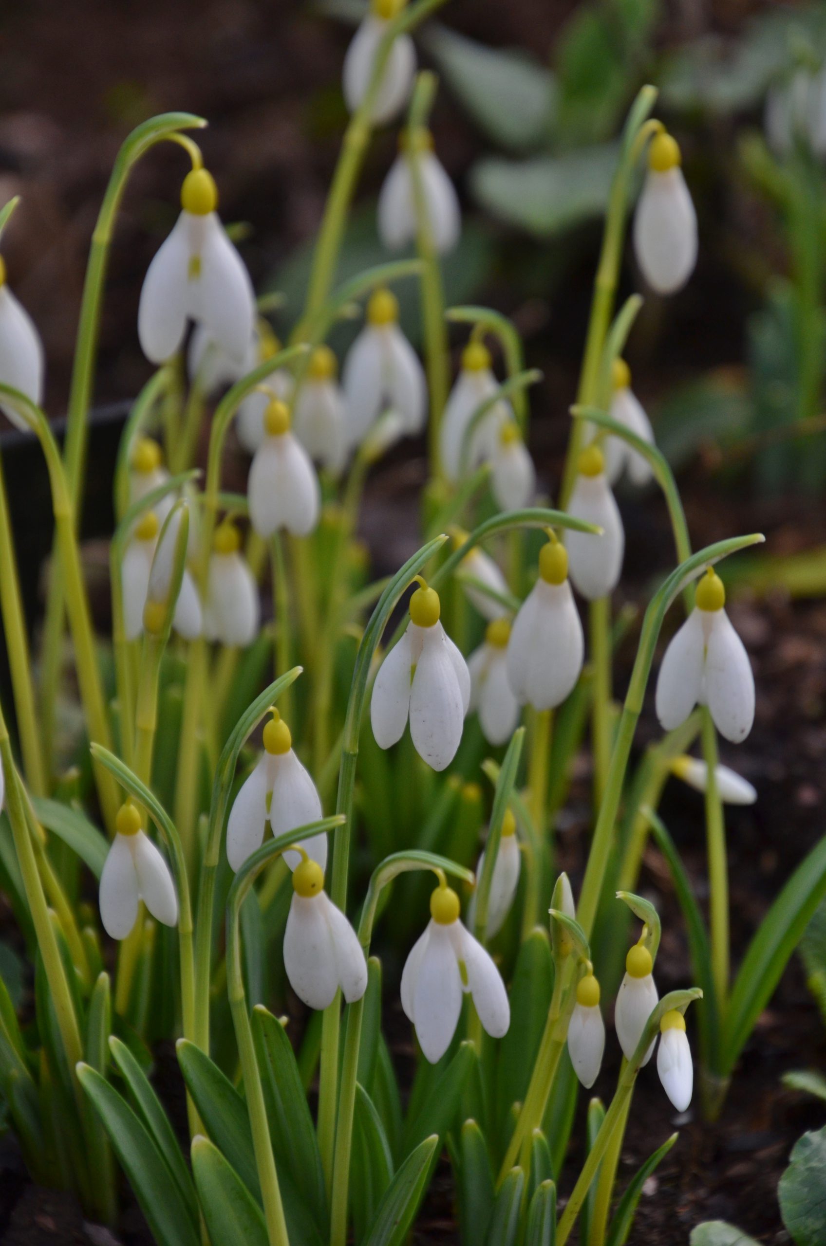 Westcountry NURSERIES - Westcountry Nurseries