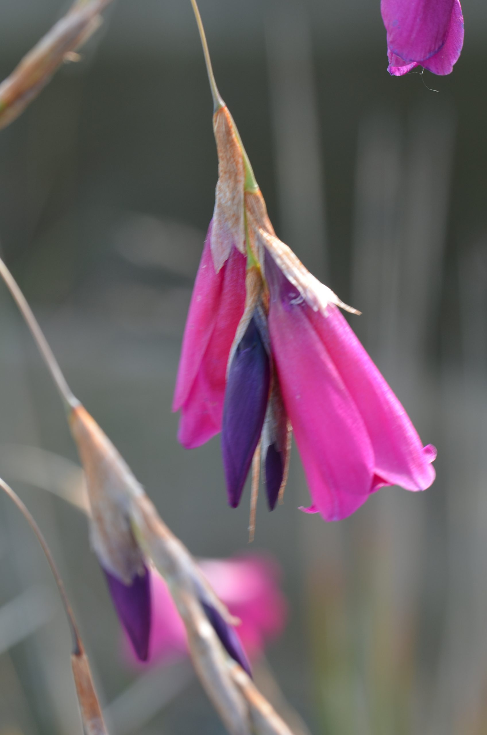 Westcountry NURSERIES - Page 2 of 6 - Westcountry Nurseries