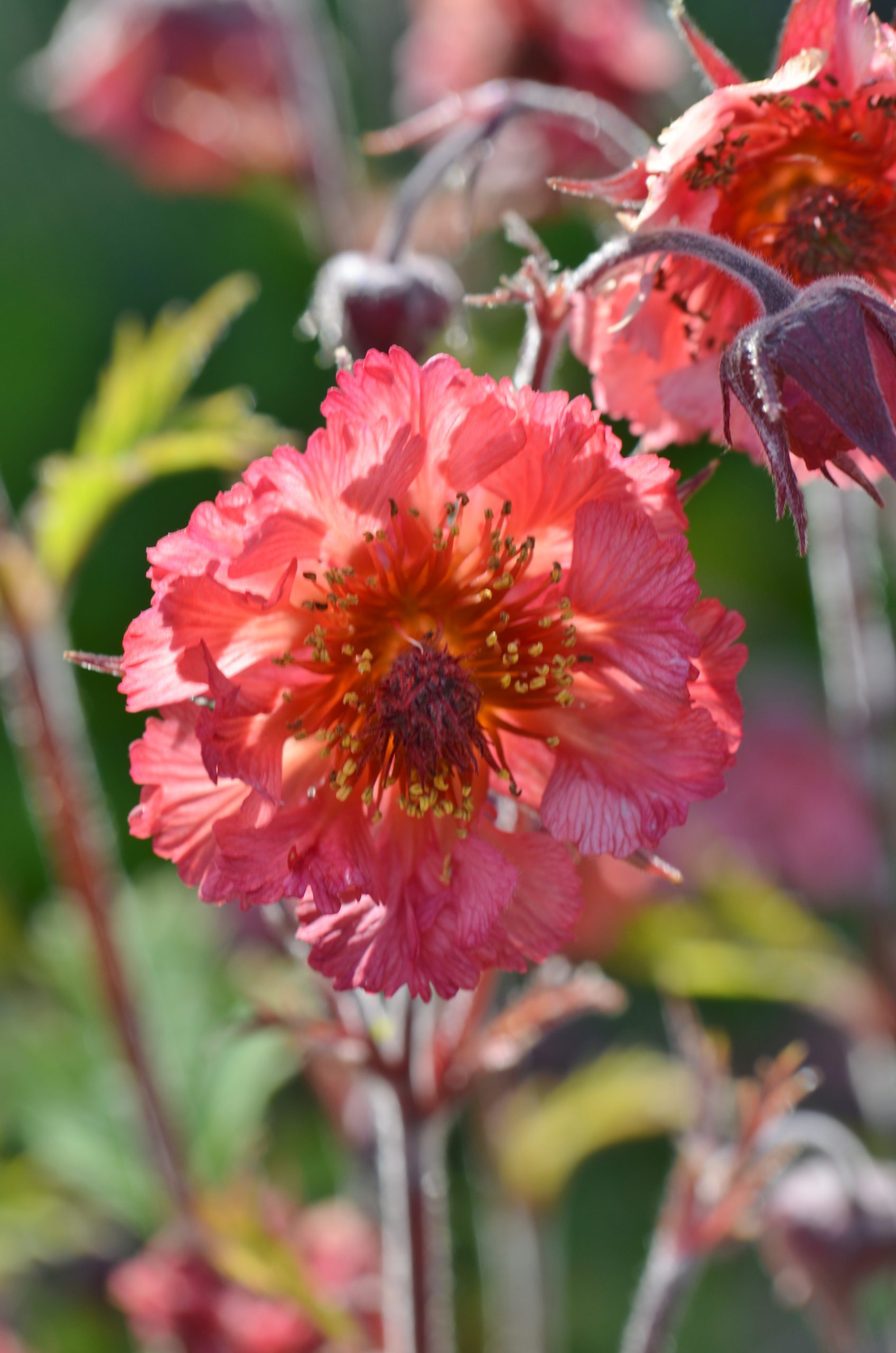 Westcountry NURSERIES - Westcountry Nurseries