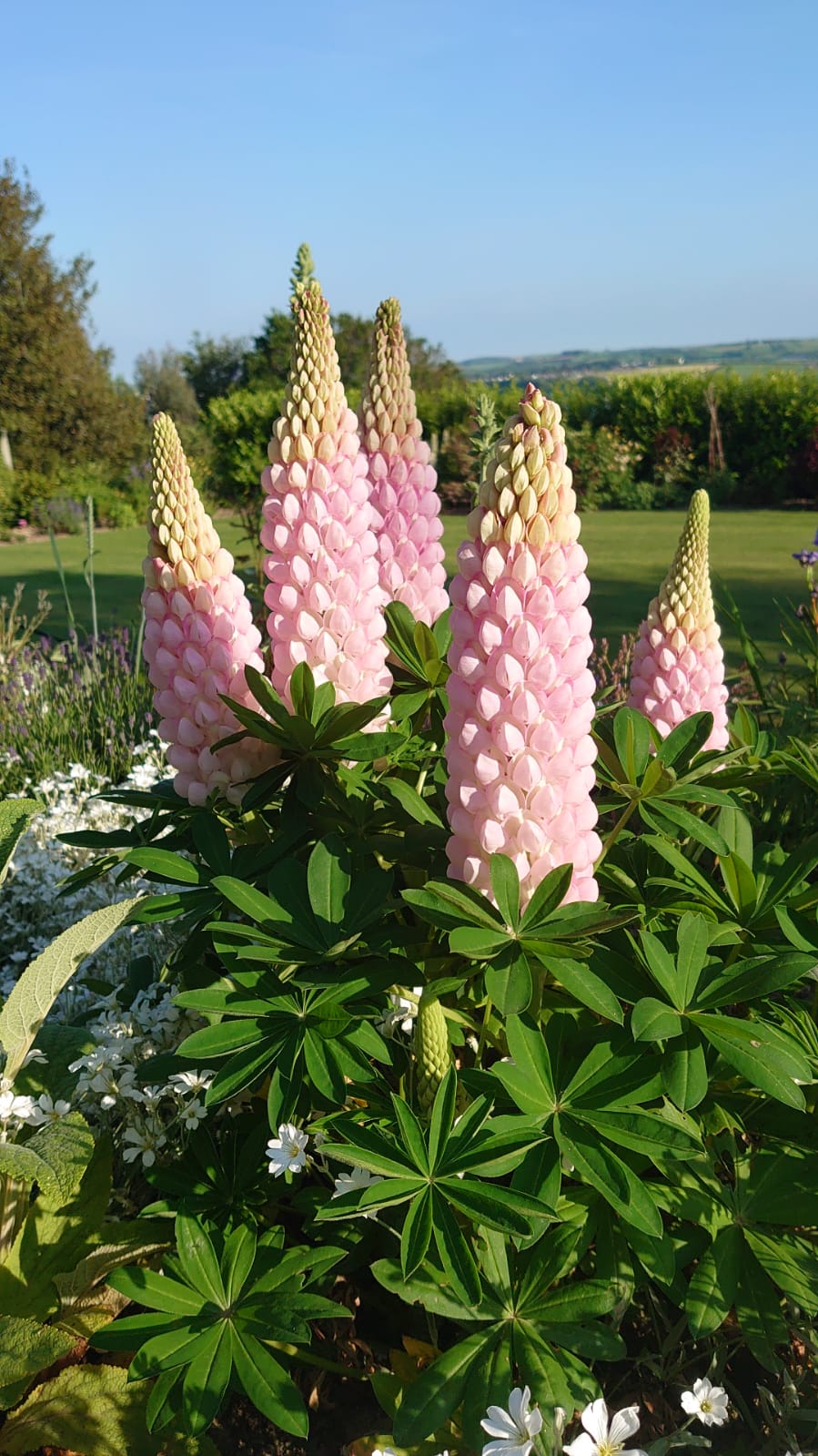 Platinum Jubilee flowers - Westcountry NURSERIES