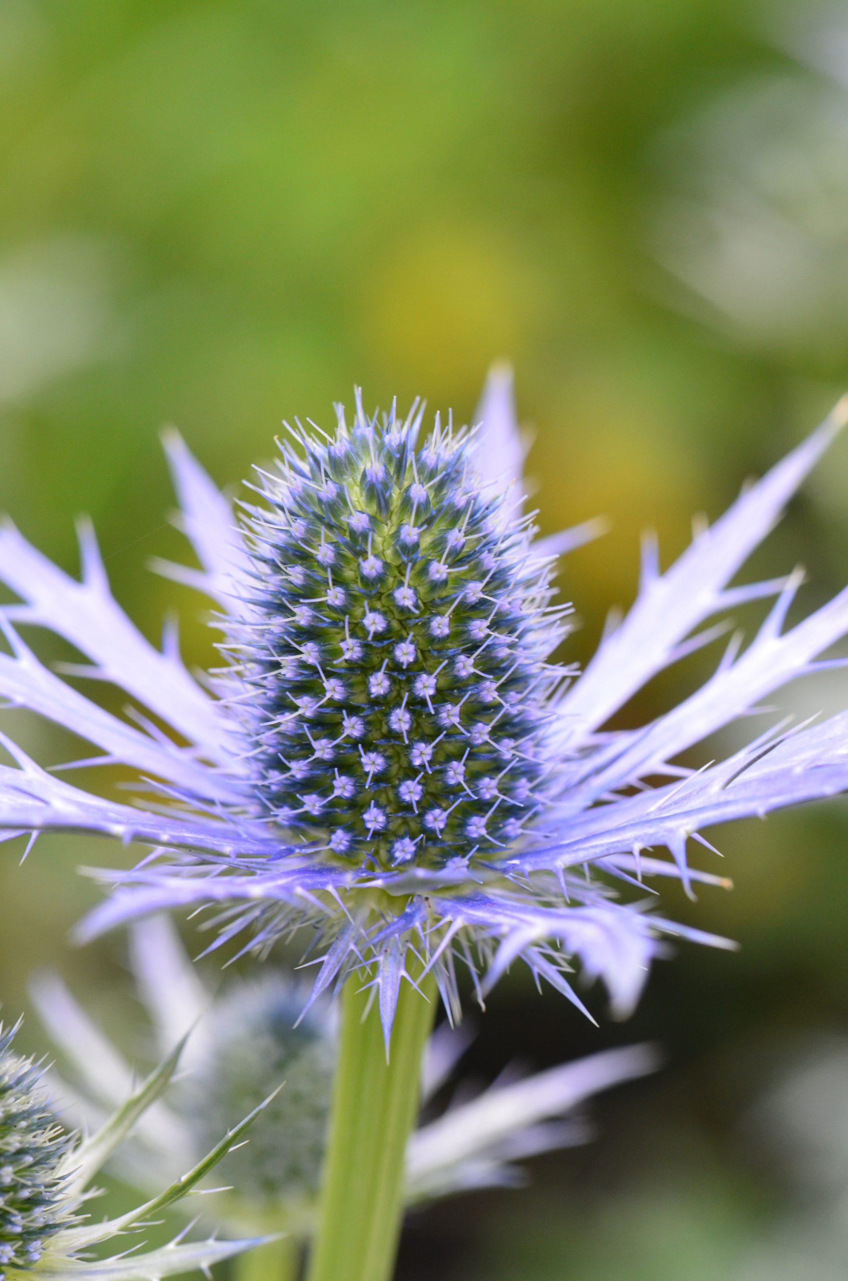 Westcountry NURSERIES - Westcountry Nurseries